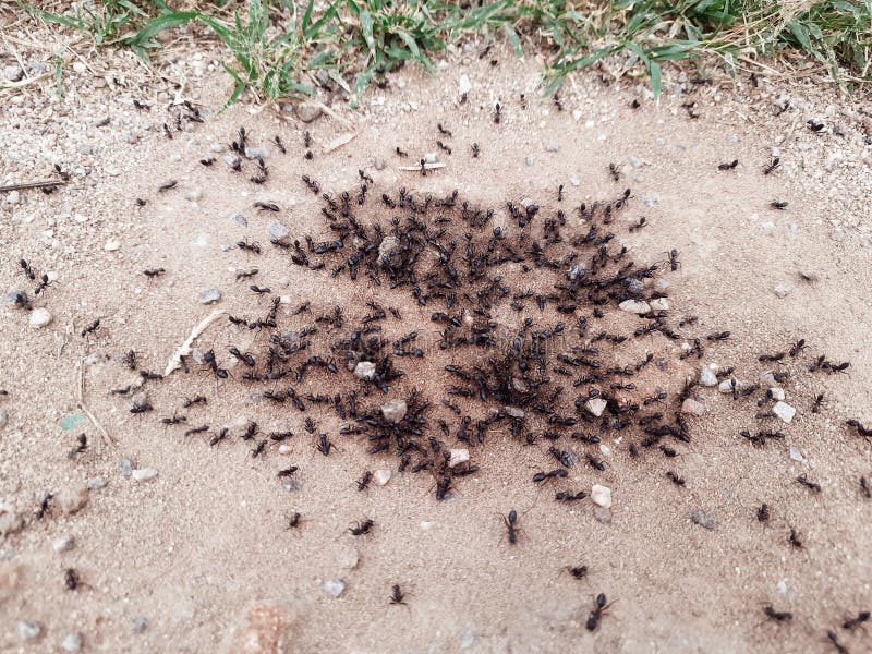 Swarm or army of ants stock image. Image of army, invertebrate - 258447935