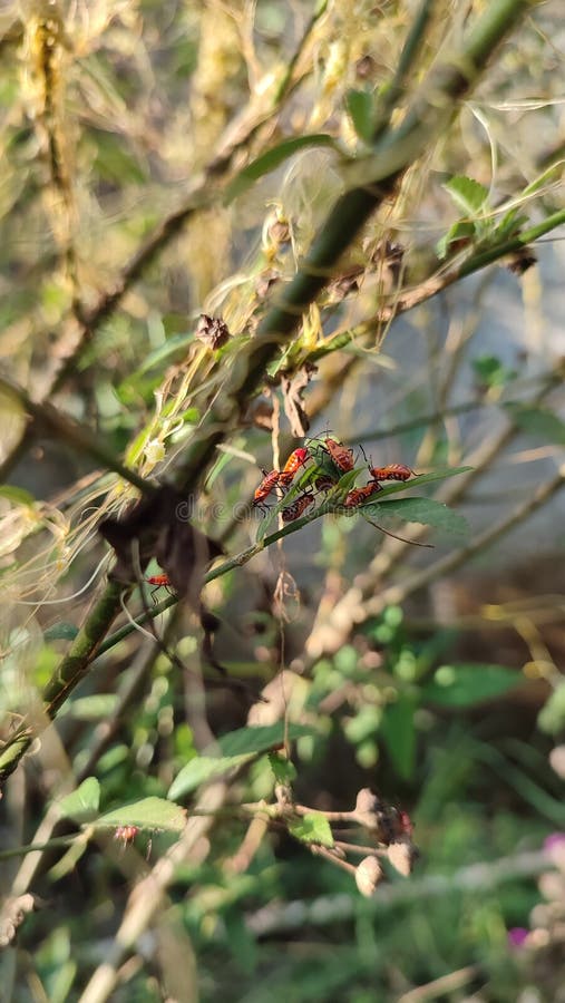 Swarm of bapak pucung stock image. Image of bapak, yard - 260321801
