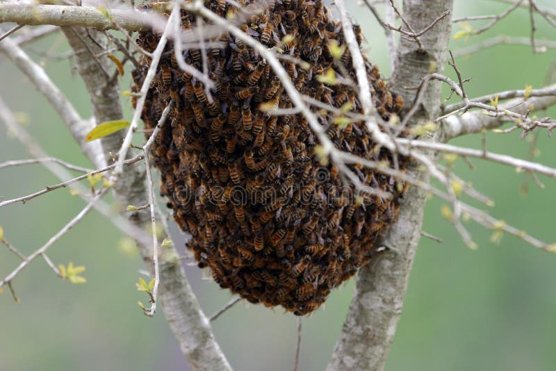 Swarm of bees stock image. Image of hive, swarming, queen - 883629
