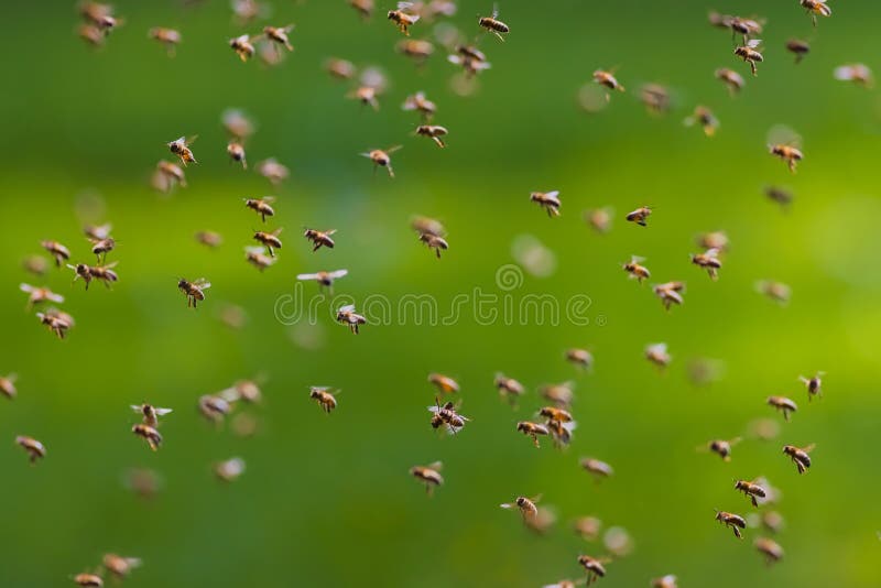 Swarm of Bees in Flight, Background Image of Swarm of Bees Stock Image ...