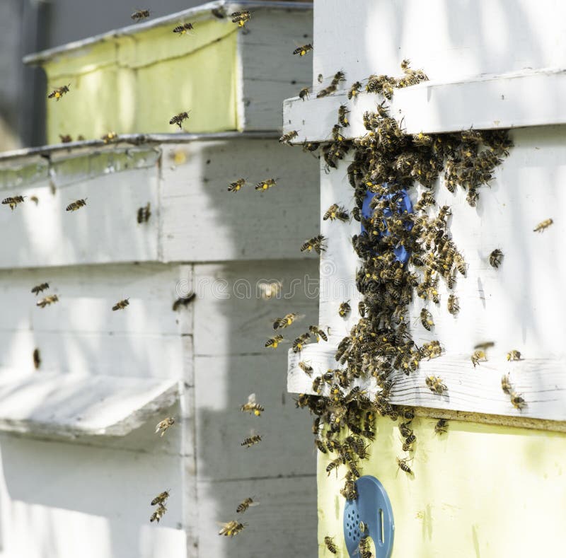 Swarm of Bees Fly To Beehive. Stock Photo - Image of sunny, agriculture ...