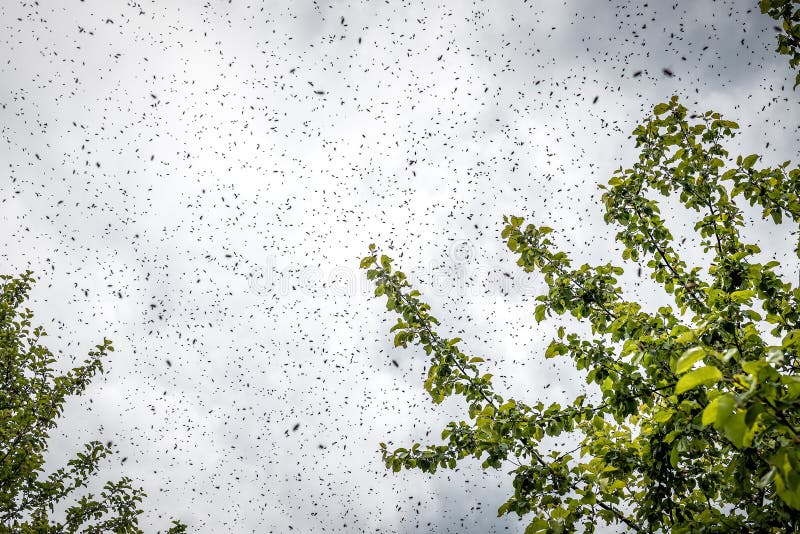 A Swarm of Bees Flying Over the Tree Under Clouds Stock Photo - Image ...