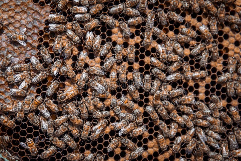 Swarm of Bees on Honeycombs Close-up Stock Photo - Image of work ...