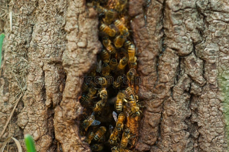 Swarm of Bees Inside the Trunk Stock Image - Image of trunk ...