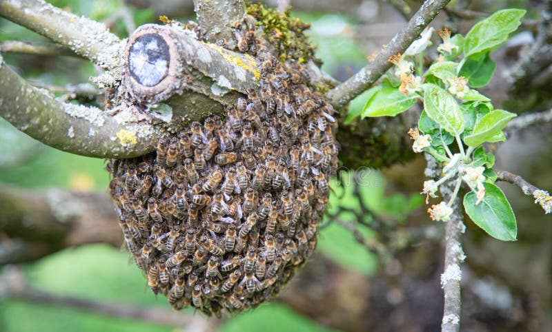 Swarm of bees stock photo. Image of natural, swarm, apiarist - 276494682