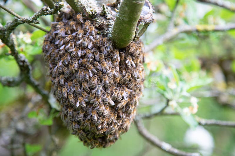 Swarm of bees stock photo. Image of beekeeper, beehive - 276494702
