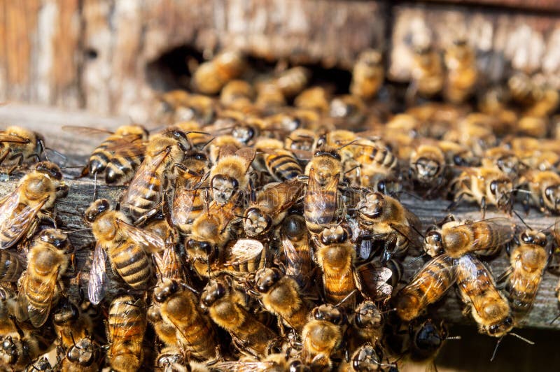 A Swarm of Bees Outside the Hive on a Sunny Summer Day Stock Photo ...