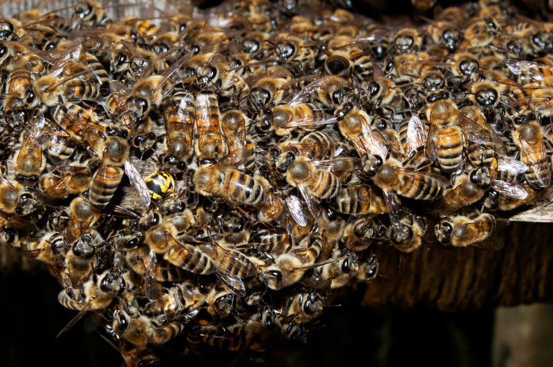 A Swarm of Bees Outside the Hive on a Sunny Summer Day Stock Photo ...