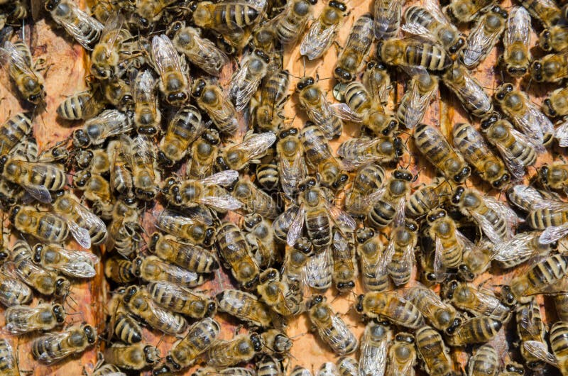 Swarm of Bees stock photo. Image of busy, crowded, ideas - 50379862
