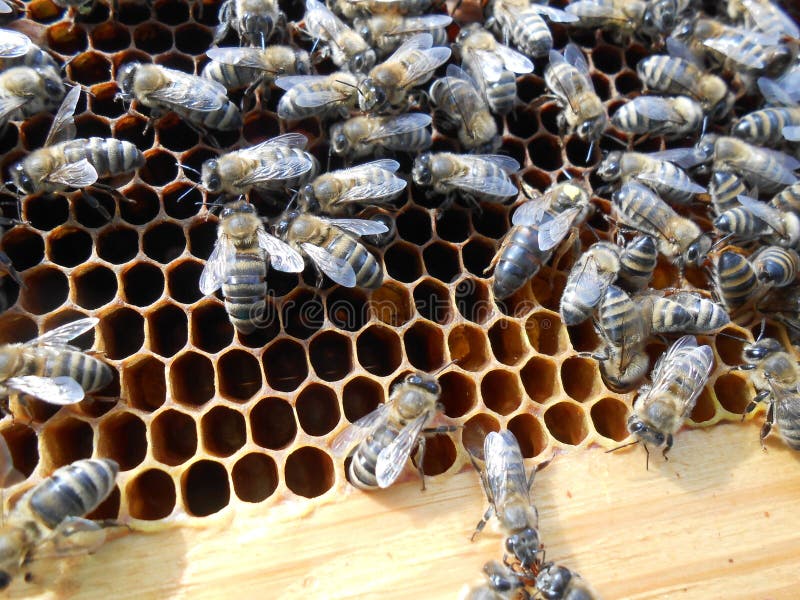 Swarm of Bees in the Spring Review. Stock Photo - Image of beetle, bees ...