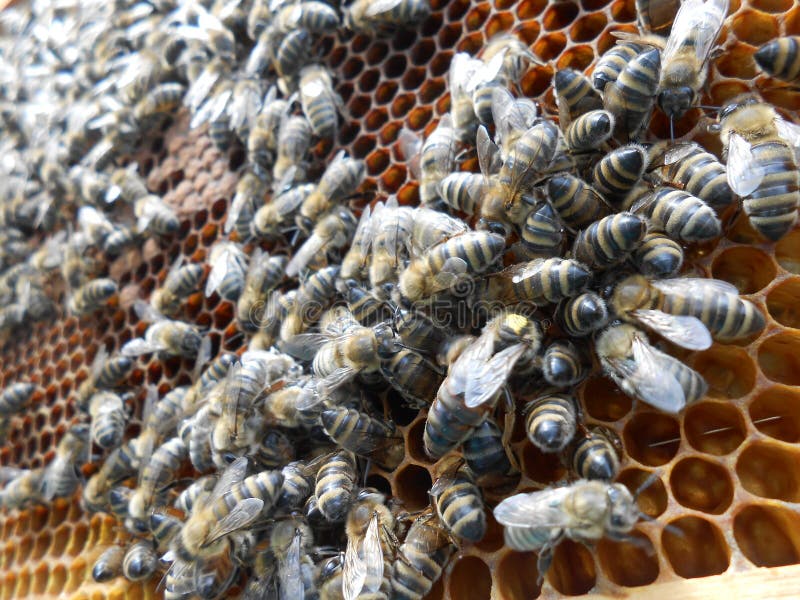 Swarm of Bees in the Spring Review Queen Bee Stock Image - Image of ...