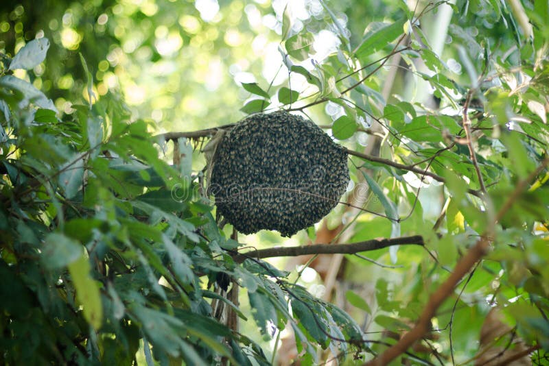 A Swarm of Bees Stuck Around an Oak Tree Stock Image - Image of ...