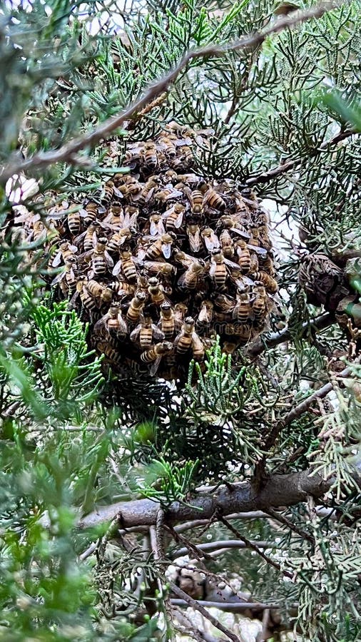 A Swarm Of Bees On A Tree Trunk A Swarm Of Bees Stuck Around An The Tree Stock Image Image