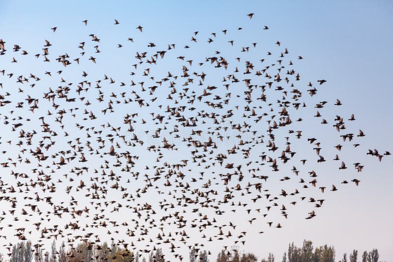 A swarm of birds stock image. Image of multiple, formation - 103182605