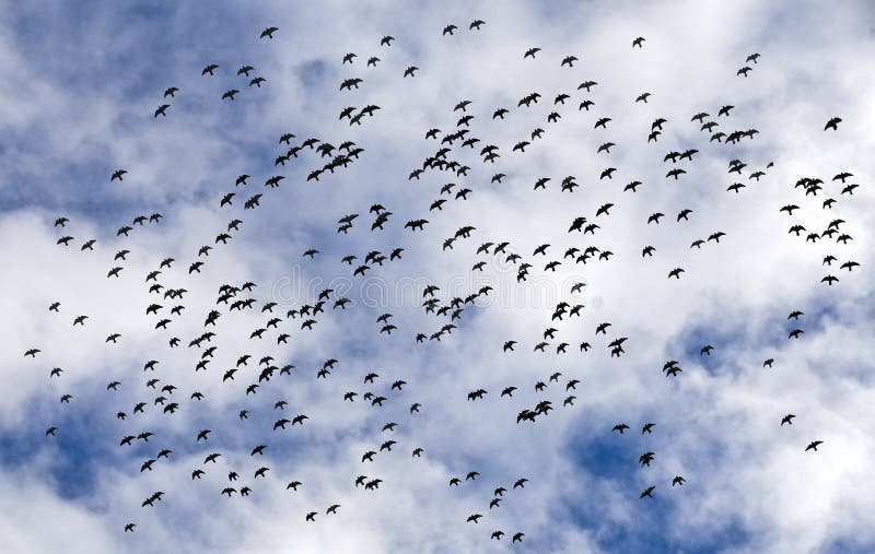 Swarm of black birds stock photo. Image of group, cloudy - 83902218