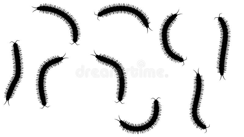 Swarm of Centipedes, CG Animated Silhouettes on Green Screen, Seamless ...