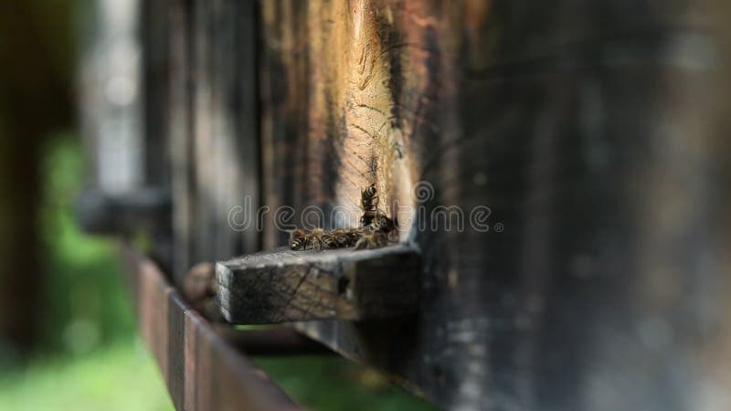 Swarm of Clustered Honey Bees Hang from One Another- Slow Mo Macro Shot ... Swarm of Clustered Honey Bees Hang from One Another- Slow Mo Macro Shot ...