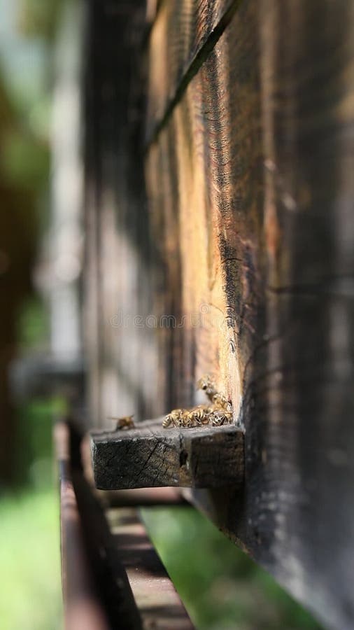Swarm of Clustered Honey Bees Hang from One Another- Slow Mo Macro Shot ... Swarm of Clustered Honey Bees Hang from One Another- Slow Mo Macro Shot ...