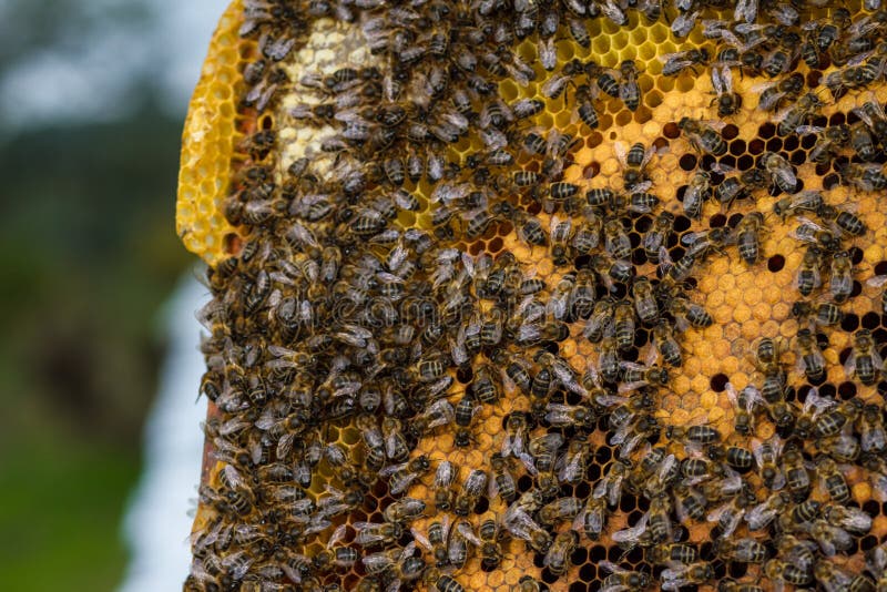 Swarm Collected Honey Multiple Bees Stock Image - Image of honeyed ...