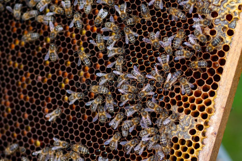 Swarm Collected Honey Multiple Bees Stock Image - Image of honeyed ...