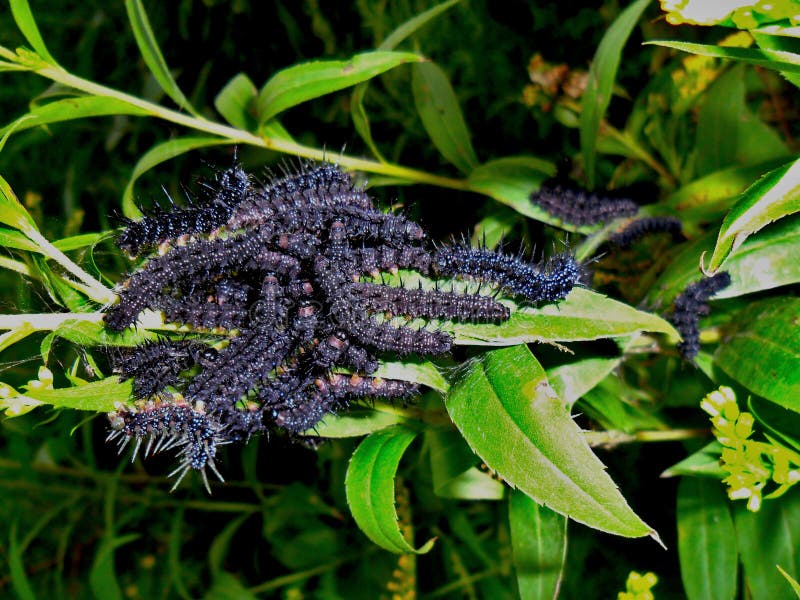 Swarm of Earthworms in the Meadow Stock Photo - Image of meadow ...