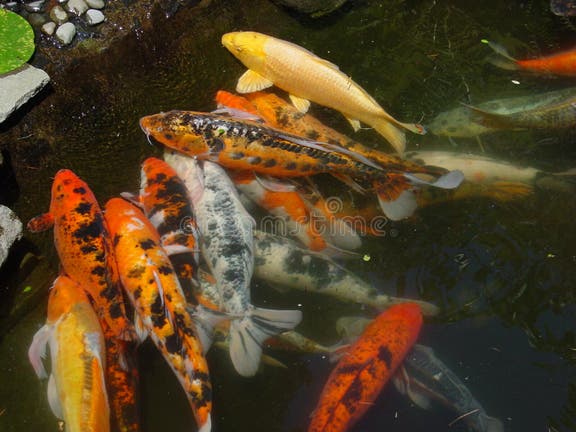 Swarm of Fish stock photo. Image of competition, munch - 199760