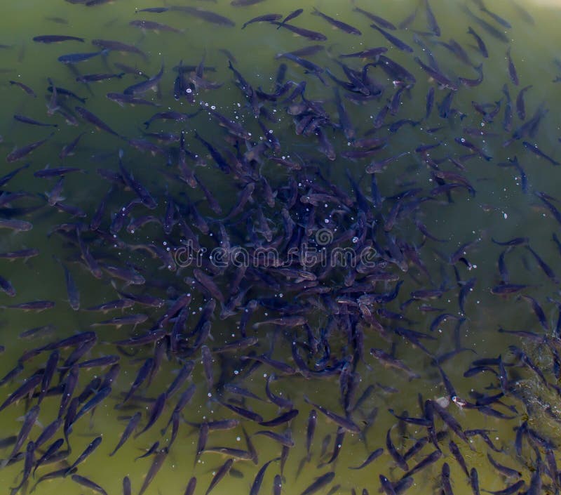 Swarm of fish stock image. Image of artificial, fish - 39527393