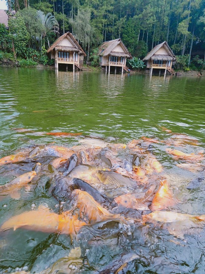 A Swarm of Fish in a Lake of Kampung Sampireun Stock Photo - Image of ...