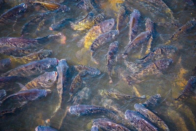 Swarming fish stock image. Image of lake, animal, animals - 153645395
