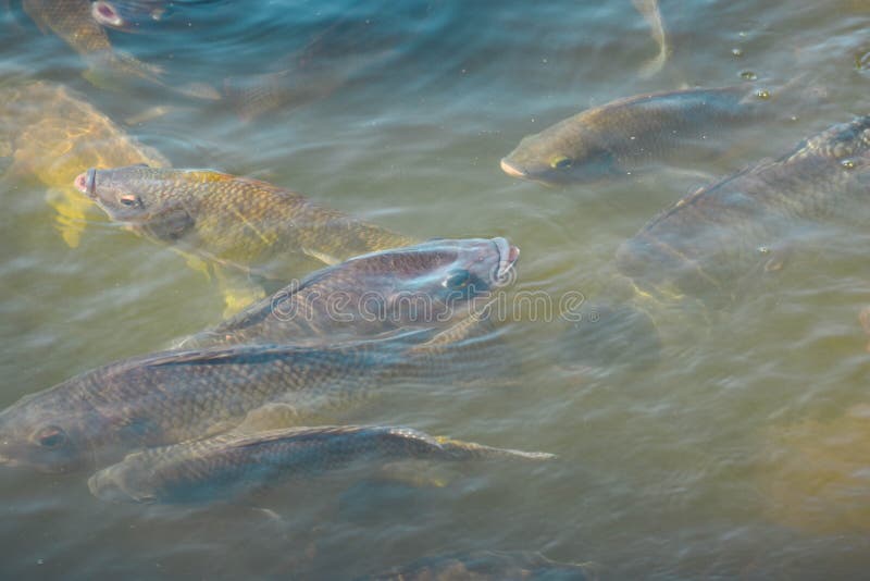 Fish in pond stock image. Image of pool, animal, lake - 153645069