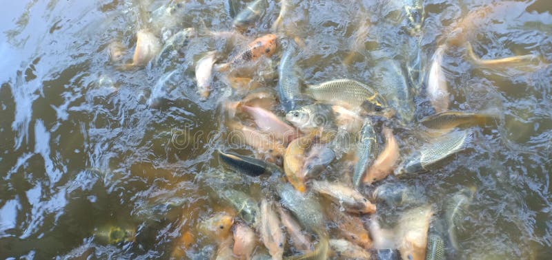 Swarm of fish stock image. Image of fighting, fish, swarm - 221895705