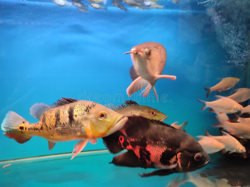 Swarm of Fish stock photo. Image of organism, reef, mammal - 227623316