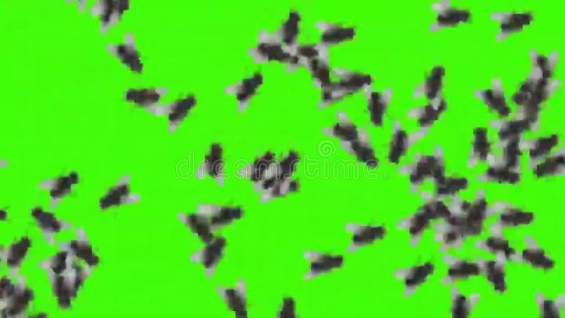Swarm of Flies. 3D Animation in Cartoon Style. Green Screen, Loopable ...