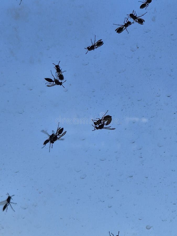 Swarm of Flying Ants on the Window Stock Photo - Image of texture, bait ...