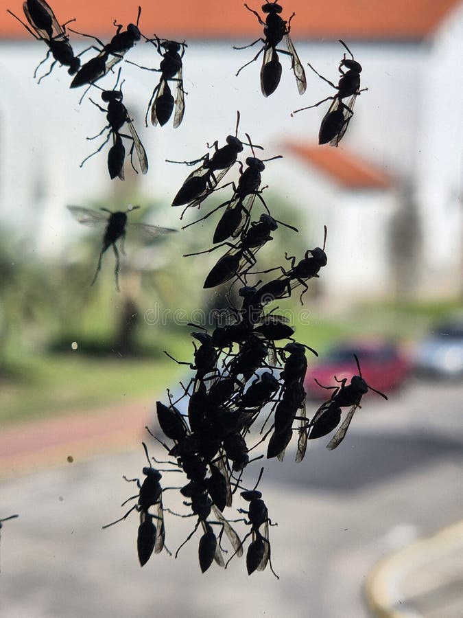 Swarm of Flying Ants on the Window Stock Image - Image of swarm ...