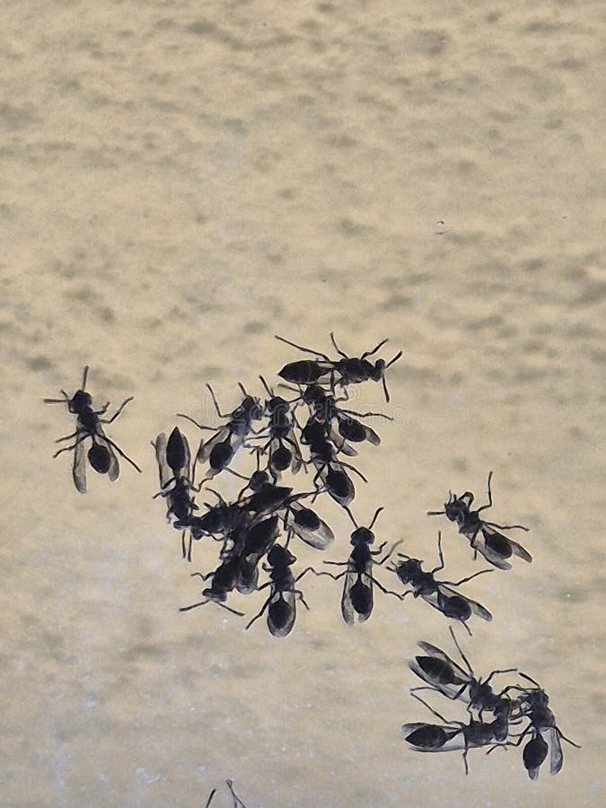 Swarm of Flying Ants on the Window Stock Photo - Image of background ...