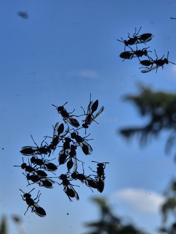 Swarm of Flying Ants on the Window Stock Image - Image of untreated ...
