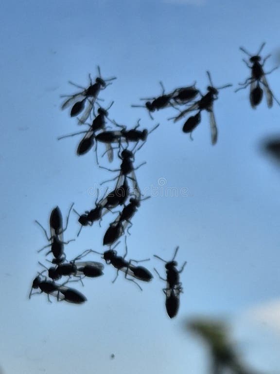 Swarm of Flying Ants on the Window Stock Photo - Image of pest, flying ...