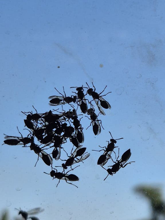 Swarm of Flying Ants on the Window Stock Image - Image of control ...