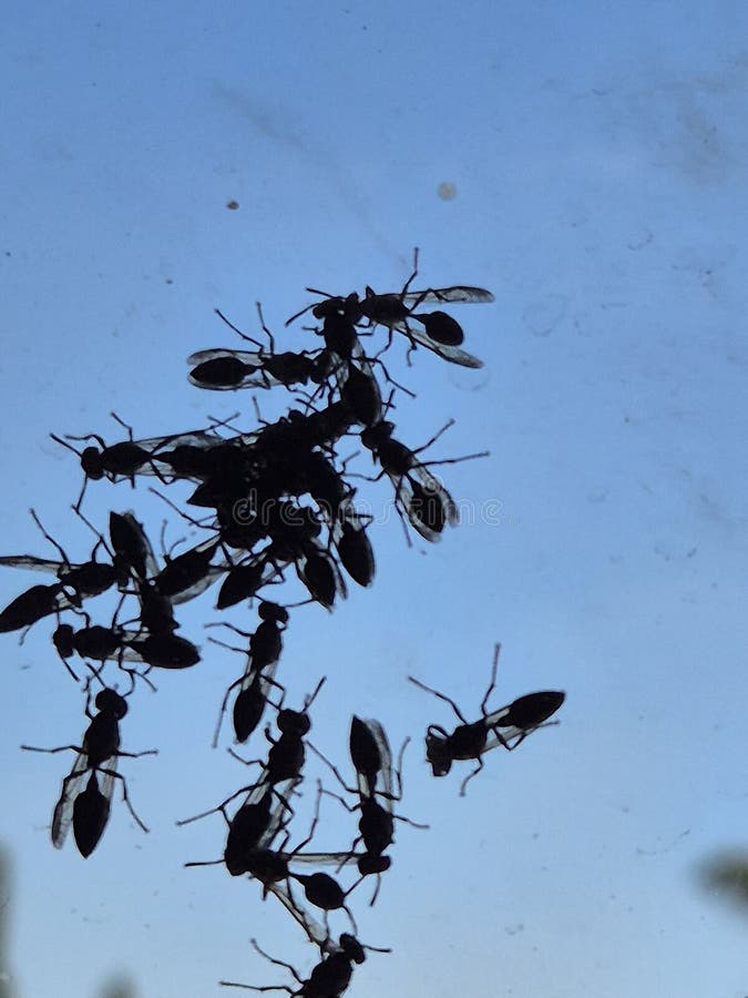 Swarm Flying Ants Window Stock Photos - Free & Royalty-Free Stock ...