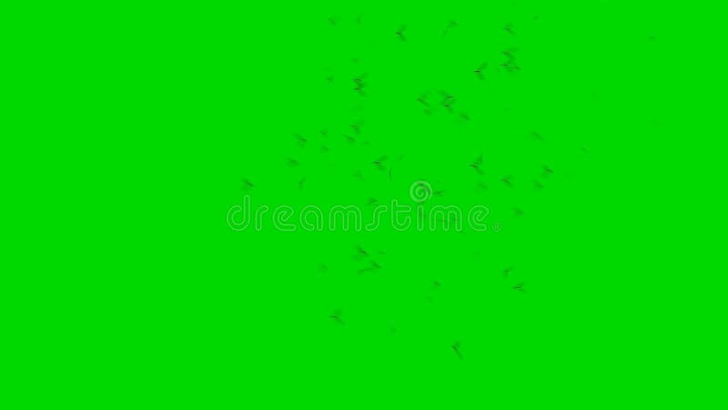 Swarm of Flies Flying on Green Screen Stock Video - Video of group ...
