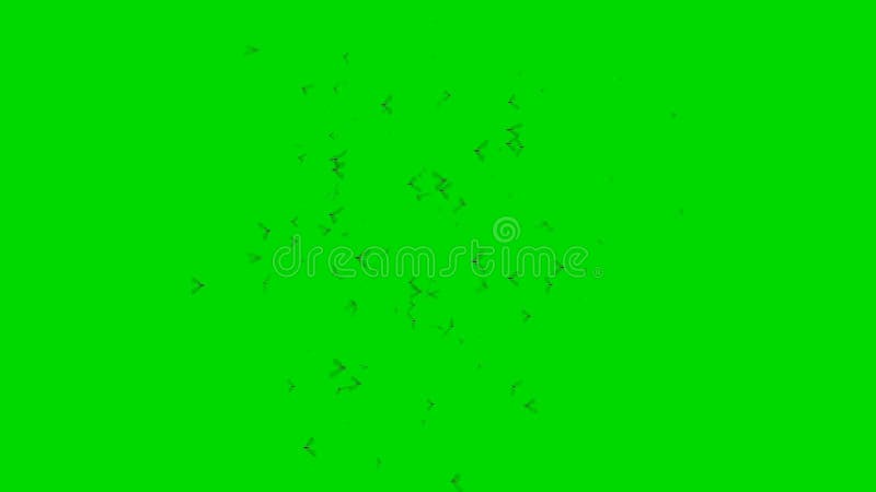 Swarm of Flying Insects with Camera Movement on a Green Screen ...