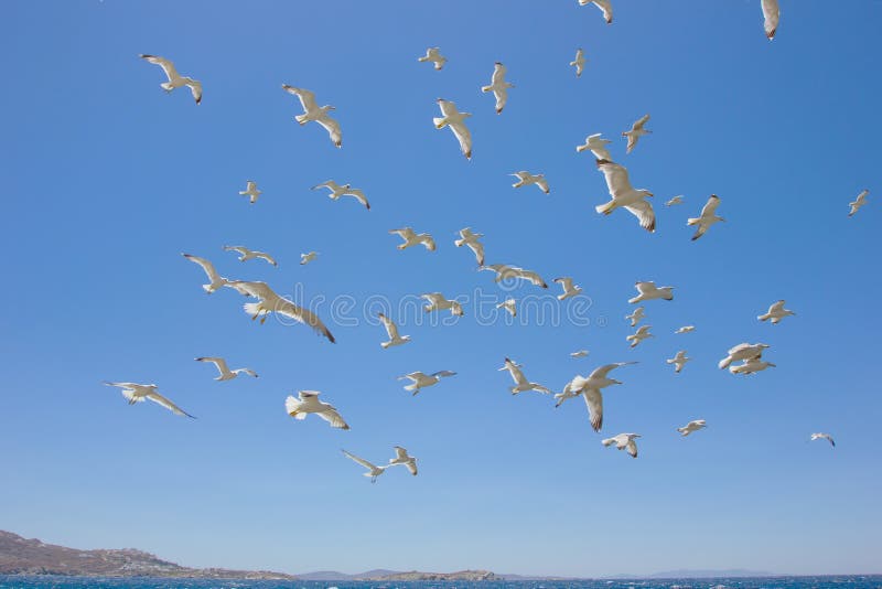 Swarm of Sea Gulls Flying Close To the Beach in Sunny Weather Stock ...