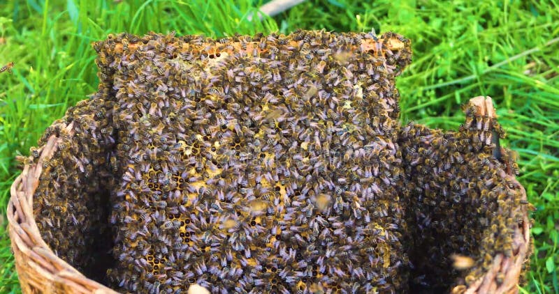 Swarm of Honey Bees in a Basket on a Frame with Honey, Apitherapy ...