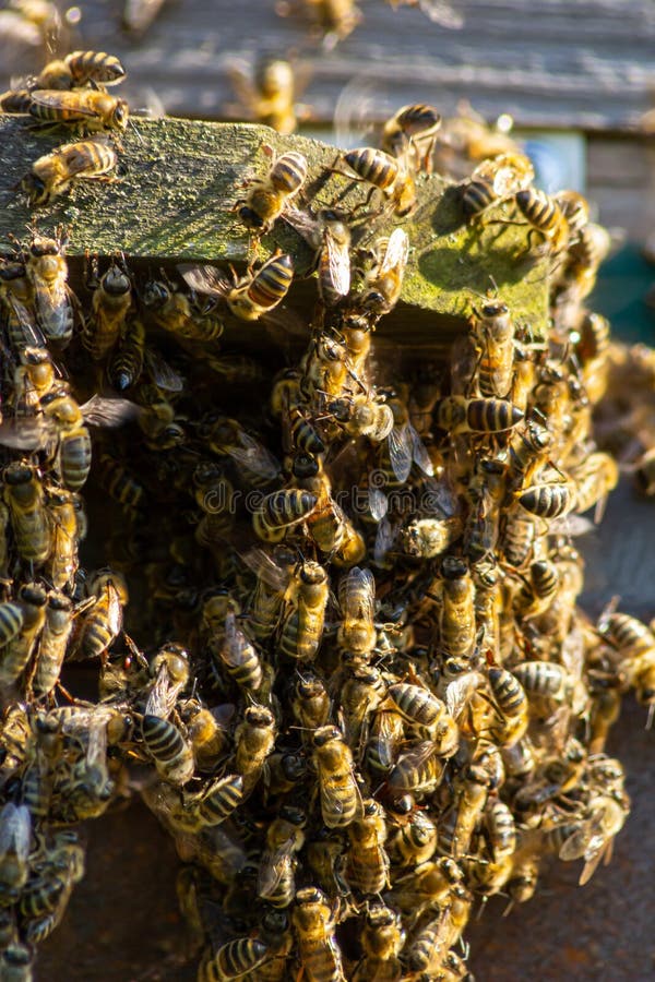 Swarm of Honey Bees Flying Around Beehive. Bees Returning from ... Swarm of Honey Bees Flying Around Beehive. Bees Returning from ...