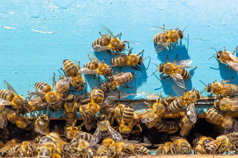 Swarm of Honey Bees Flying Around Beehive. Bees Returning from ... Swarm of Honey Bees Flying Around Beehive. Bees Returning from ...