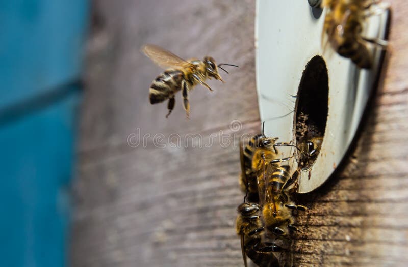 Swarm of Honey Bees Flying Around Beehive. Bees Returning from ... Swarm of Honey Bees Flying Around Beehive. Bees Returning from ...