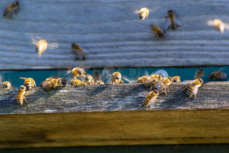 Swarm of Honey Bees Flying Around Beehive. Bees Returning from ... Swarm of Honey Bees Flying Around Beehive. Bees Returning from ...