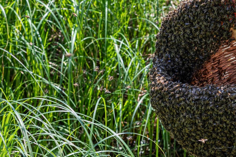A honey bee in flight stock photo. Image of pollen, collecting - 134099064 A honey bee in flight stock photo. Image of pollen, collecting - 134099064