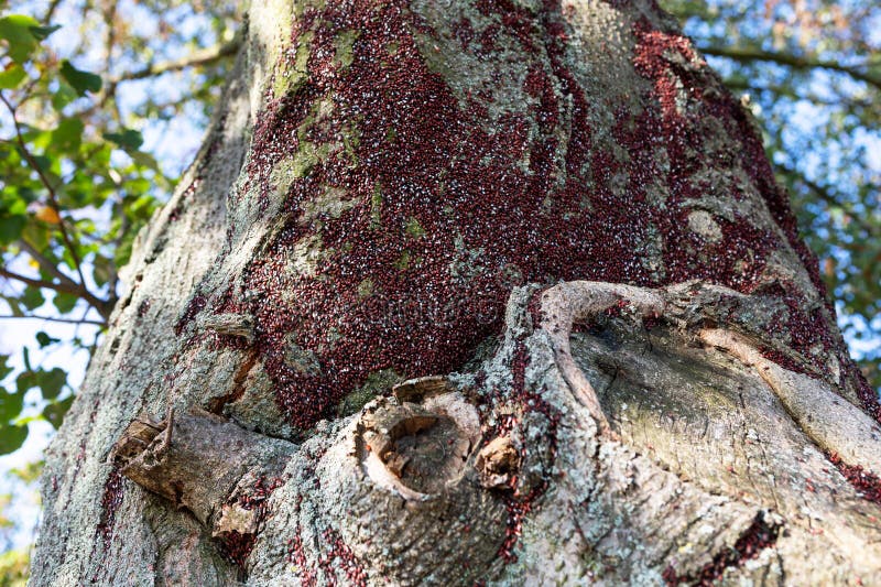 Swarm of Insects Covering the Trunk of a Tree during a Sunny Day in a ...